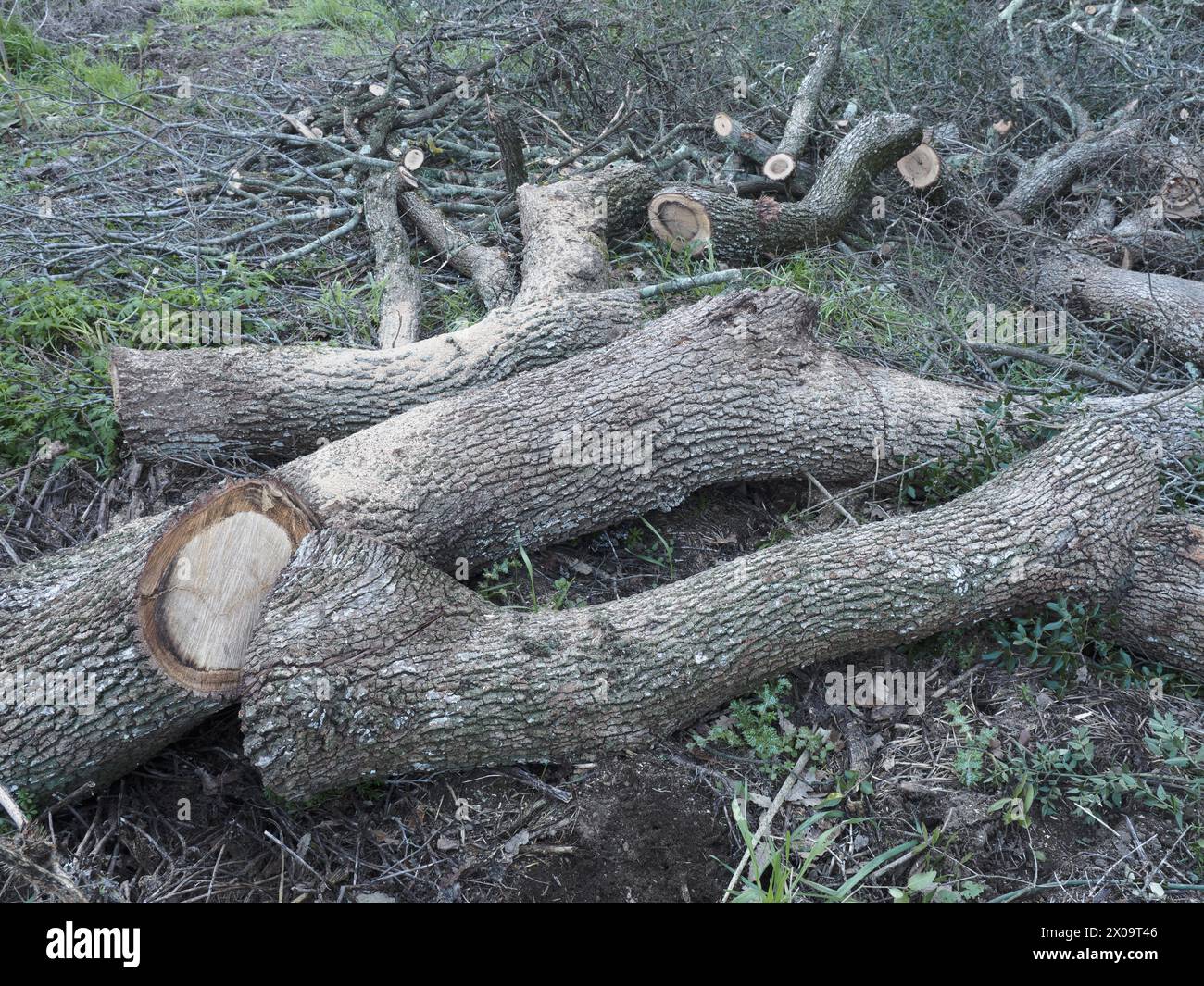 Trunk and branches of a felled tree in a coppice forest. In this cut ...