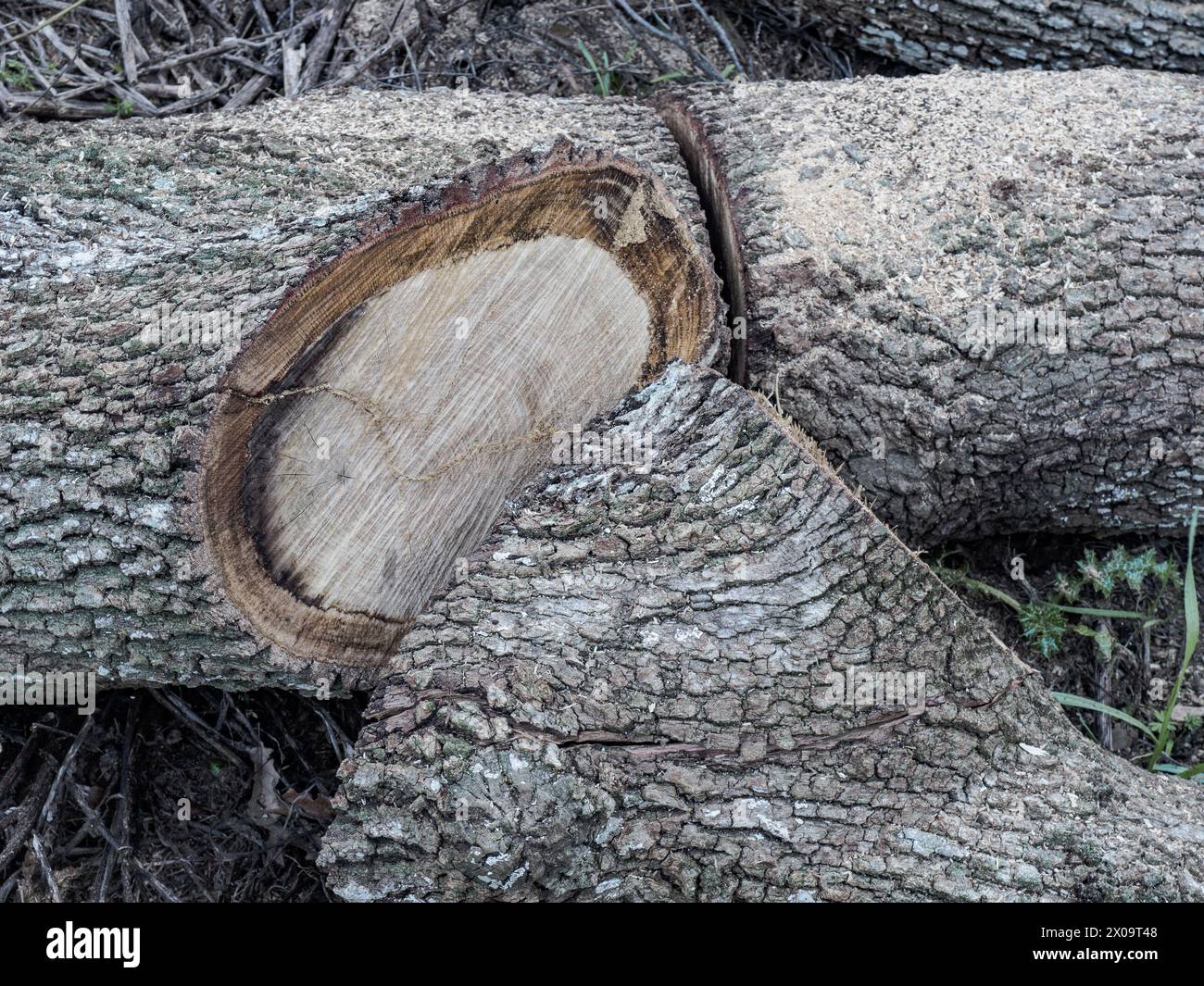 Trunk and branches of a felled tree in a coppice forest. In this cut ...