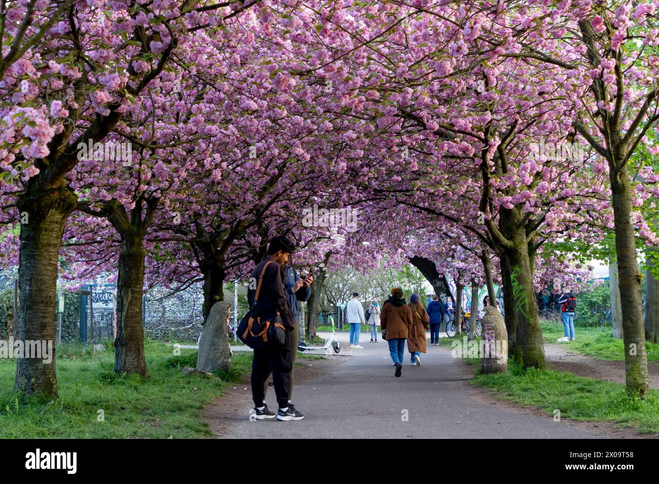 Kirschblüte Hanami Menschen bestaunen am 10. April 2024 die Kirschblüte ...