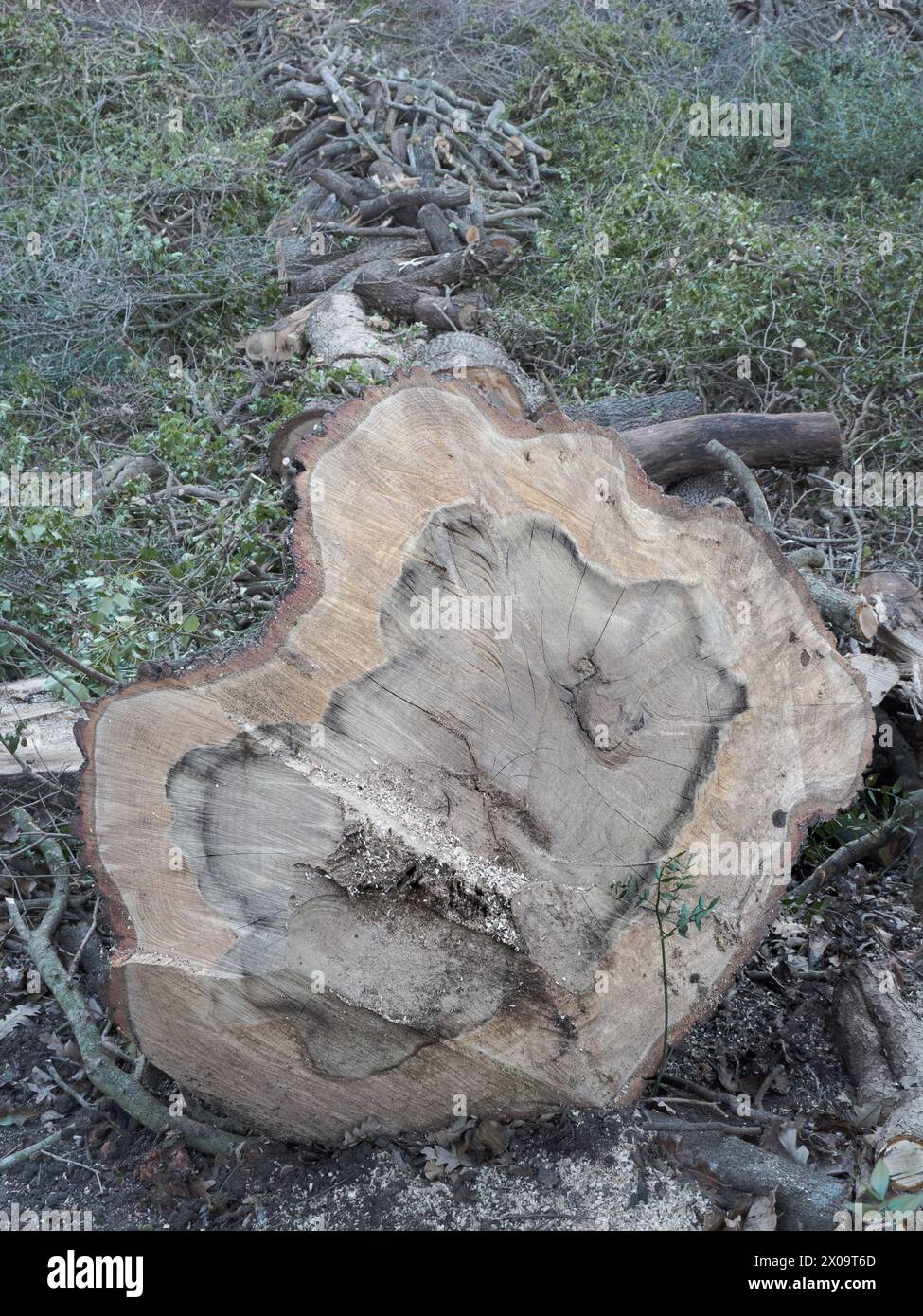 Stump in a coppice forest, the growth rings are evident where the age ...