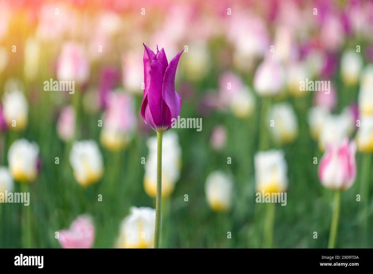 Spring flowers blooming in a park. Tulip festival in springtime Stock ...