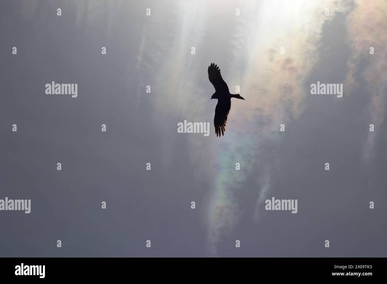 Kite vogel hi-res stock photography and images - Alamy