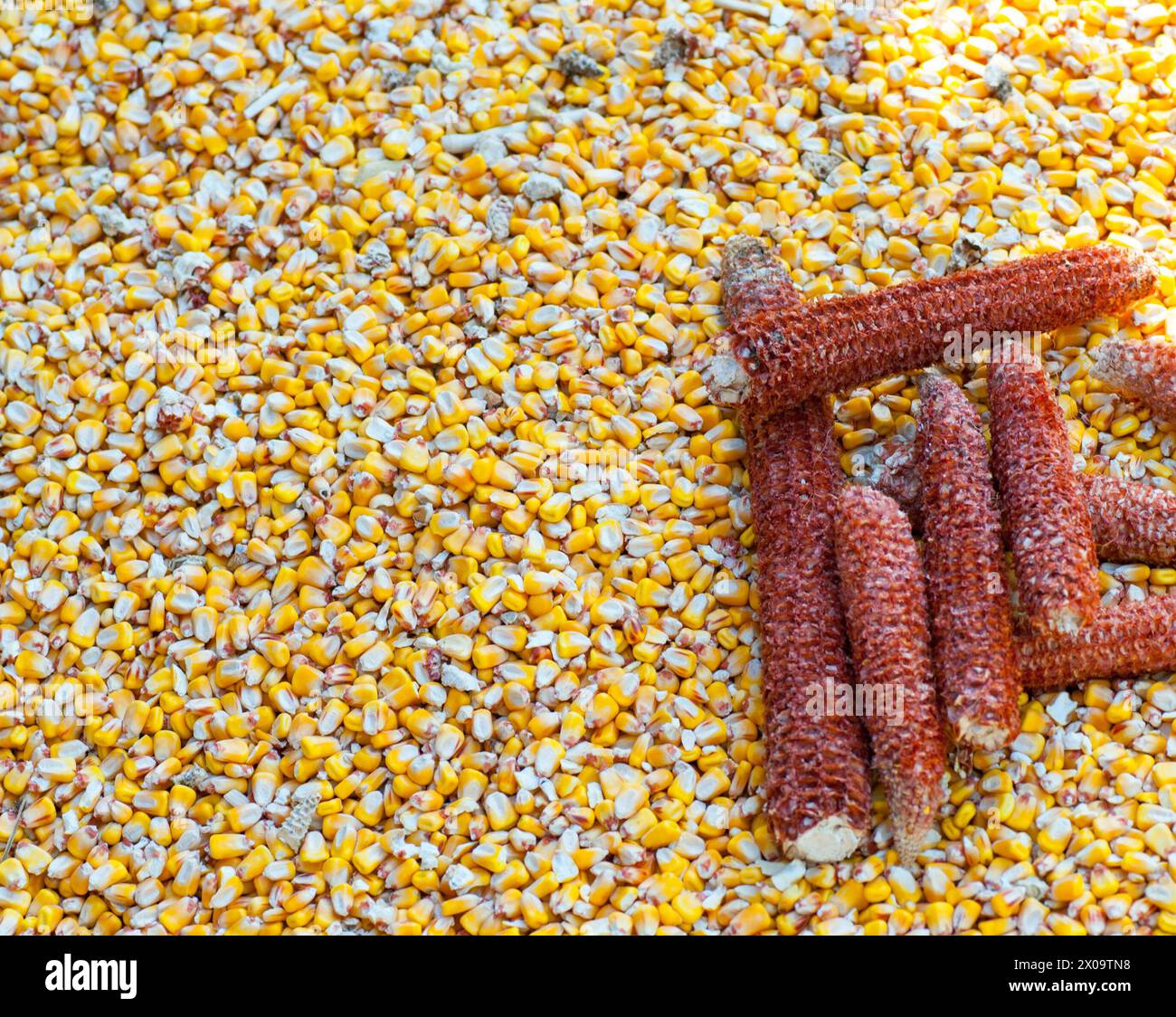 Forage for grains hi-res stock photography and images - Alamy