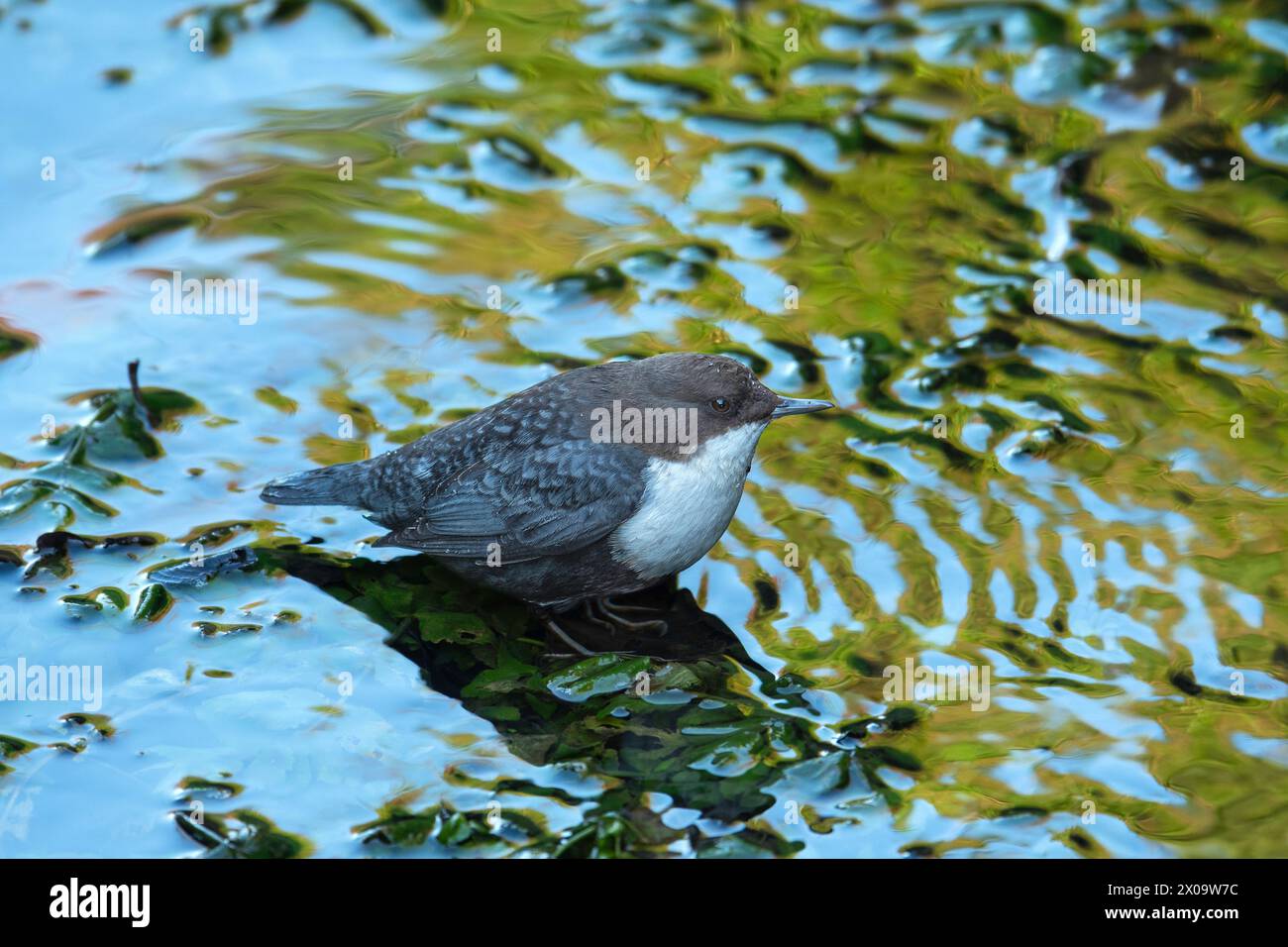 Black-bellied Dipper(Cinclus) on the Dilham Canal at Briggate, North ...