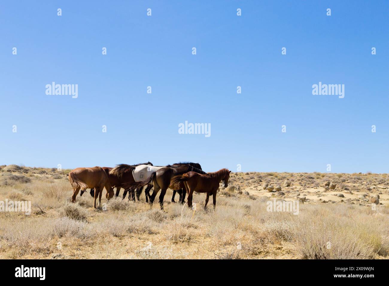 Horses breeding in Mangystau, Torish area, Kazakhstan. Herd of horses ...