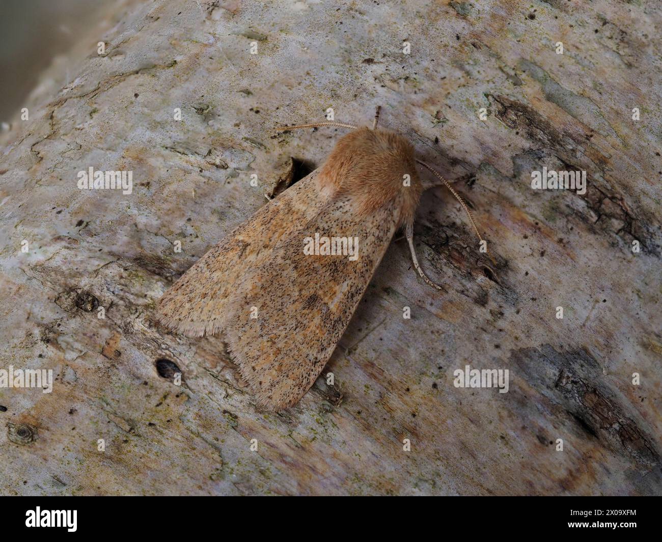 A Blossom Underwing moth, Orthosia miniosa, resting on a silver birch ...