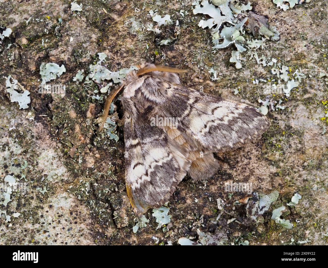 A Lunar Marbled Brown moth, Drymonia ruficornis, resting on a branch ...