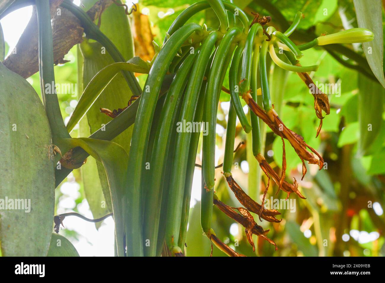 Vanilla plant hi-res stock photography and images - Alamy