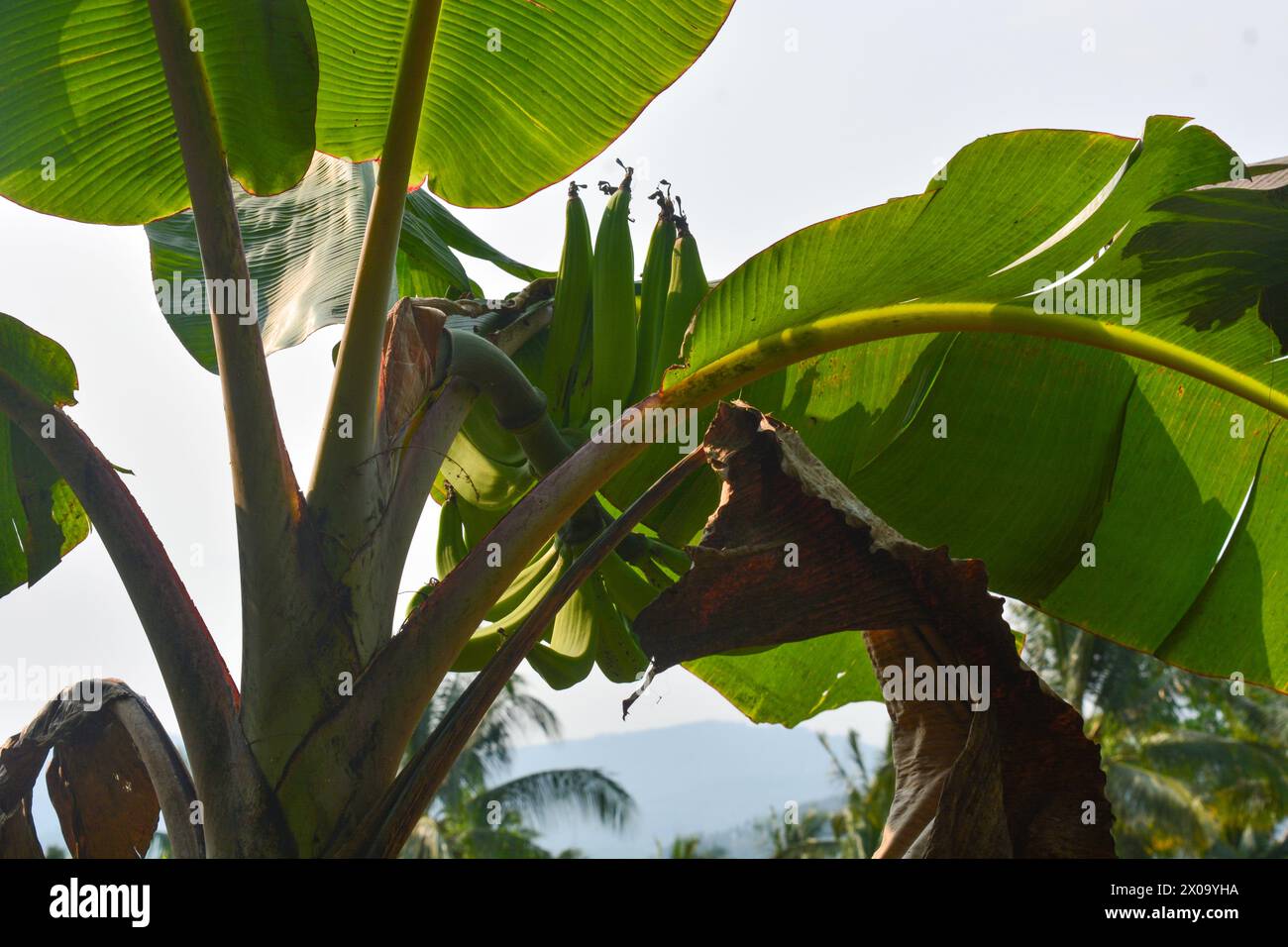 Ripe yellowing bananas hang in clusters on banana plantations ...