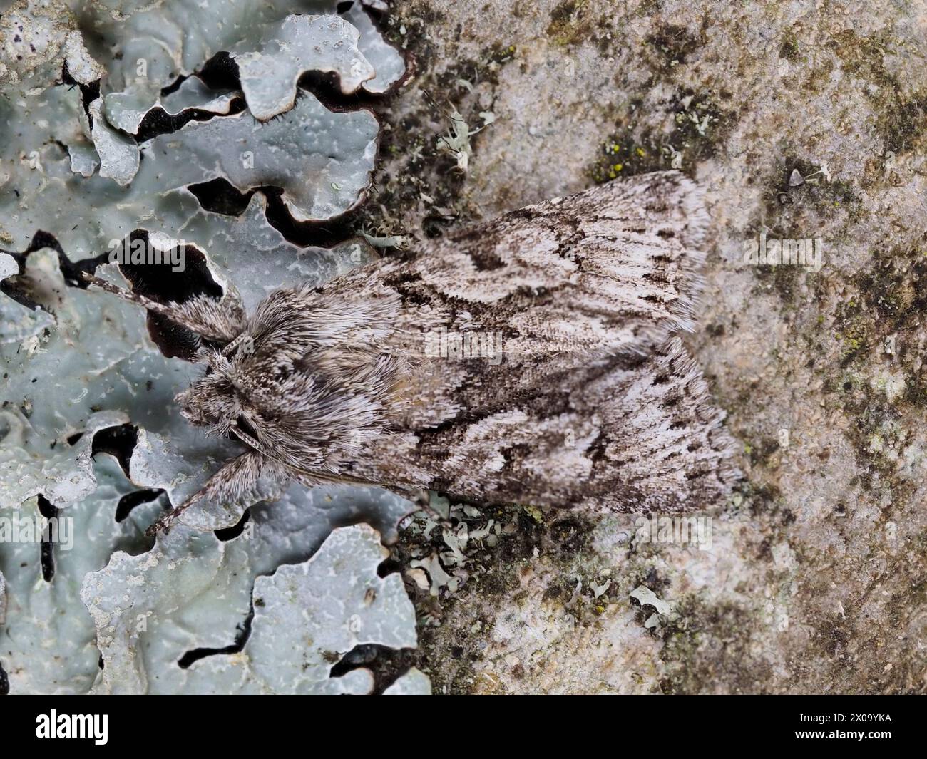 A Early Grey moth, Xylocampa areola, resting on a lichen covered branch ...