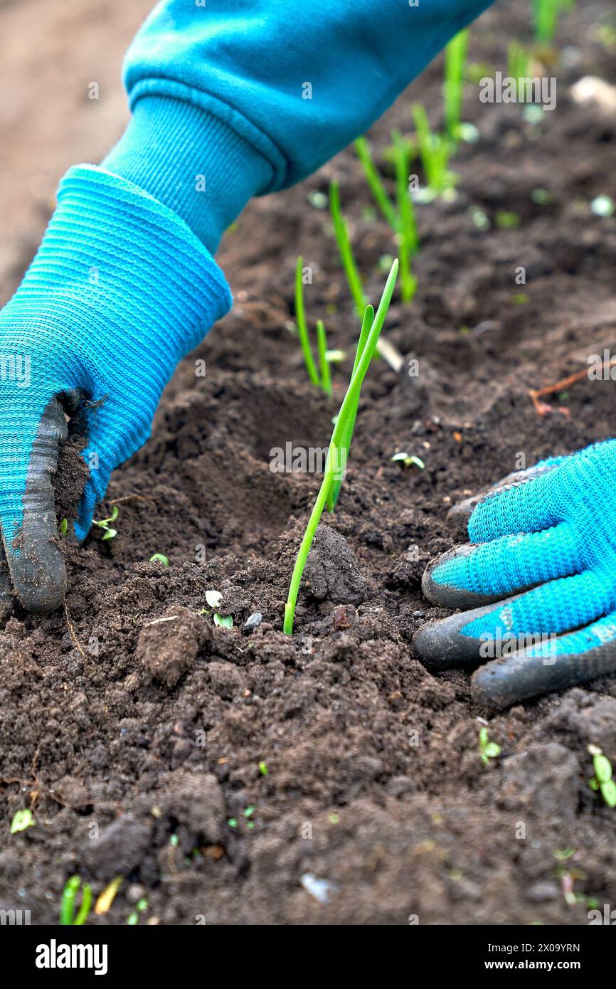 Farmer planting onions hands close hi-res stock photography and images ...
