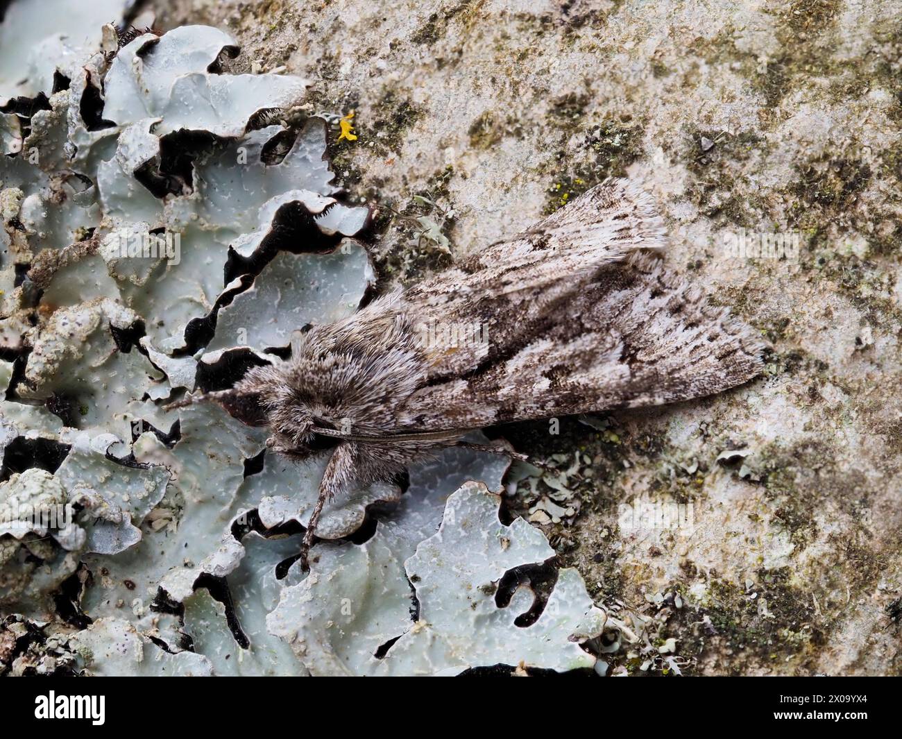 A Early Grey moth, Xylocampa areola, resting on a lichen covered branch ...