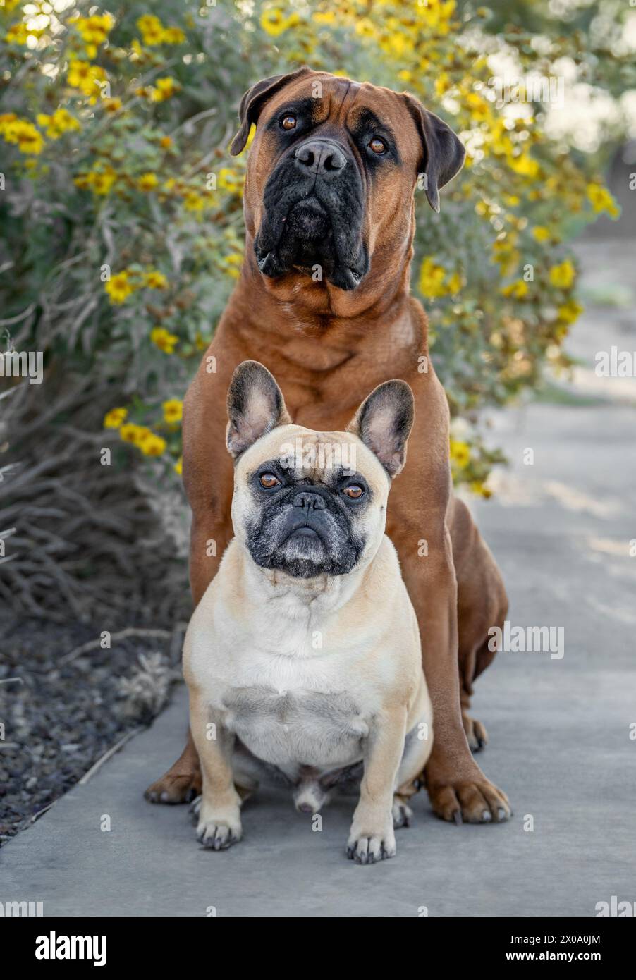 French Bull Mastiff
