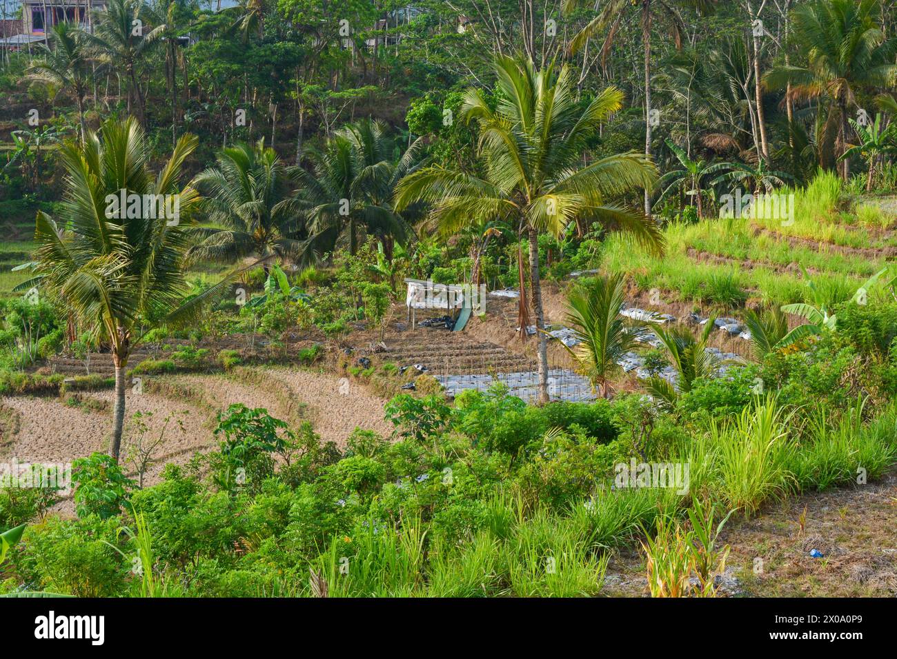 Beautiful green rice fields in the countryside. Rice plantation. Rice ...