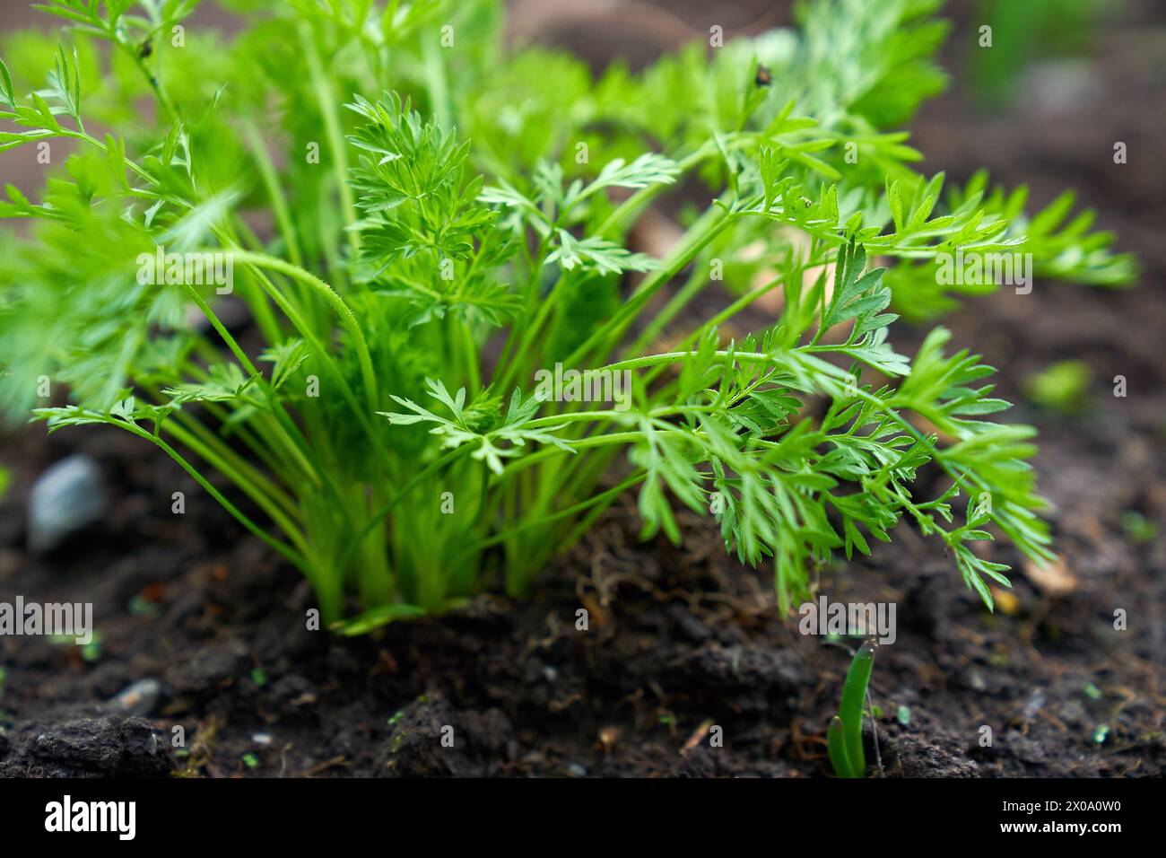 baby carrots growing spring season Stock Photo - Alamy