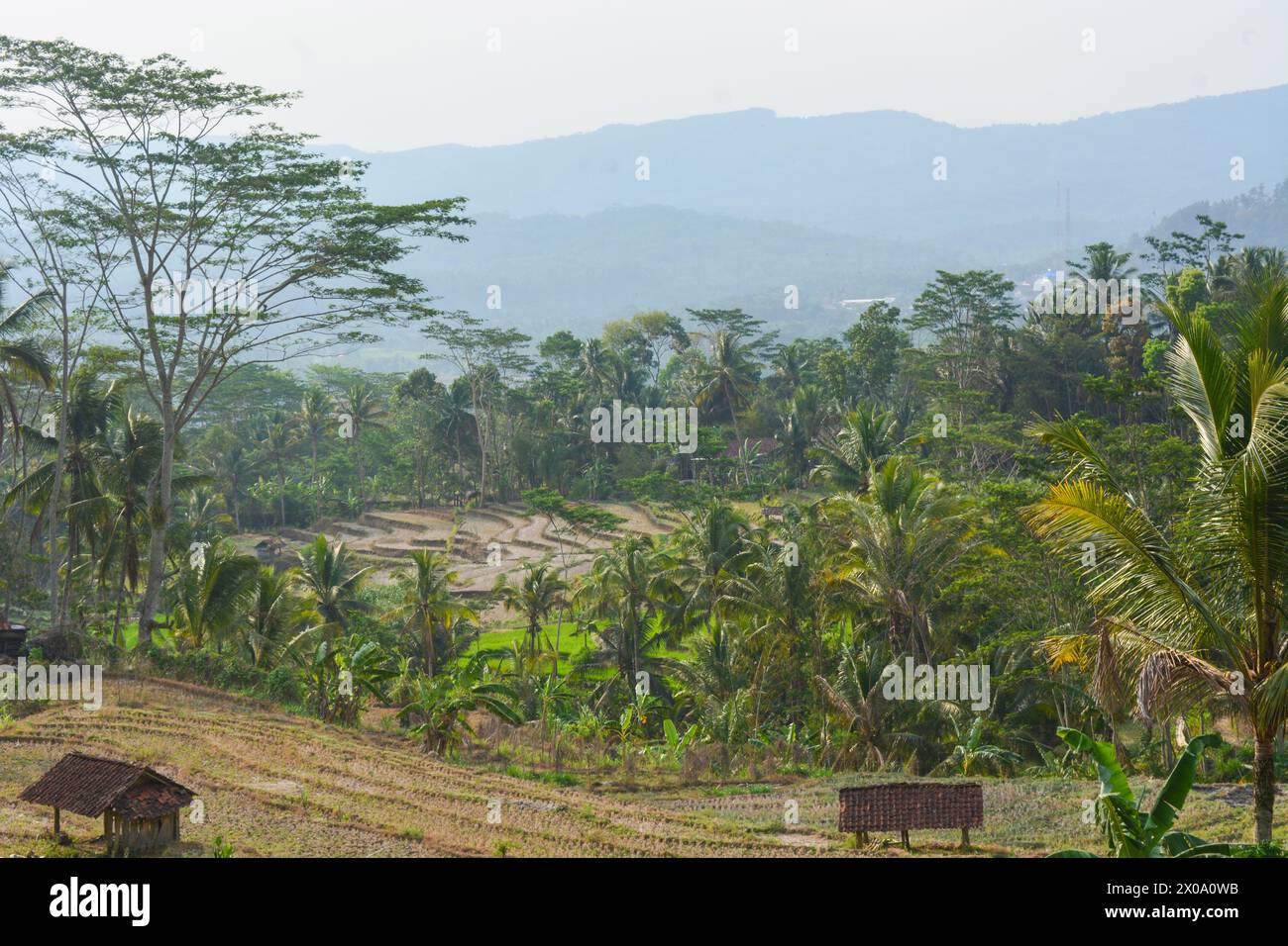 Beautiful green rice fields in the countryside. Rice plantation. Rice ...