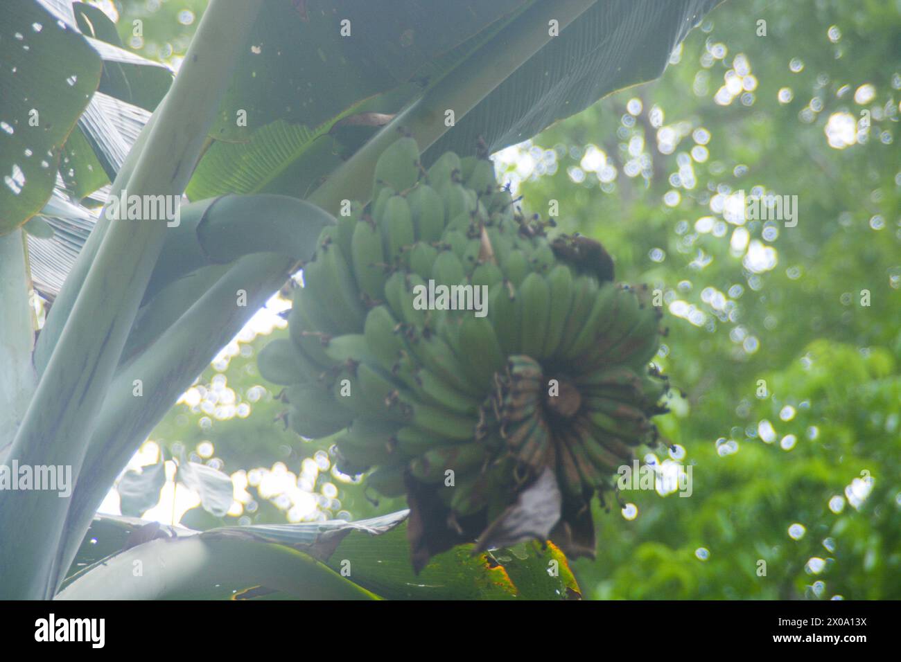 Ripe yellowing bananas hang in clusters on banana plantations ...