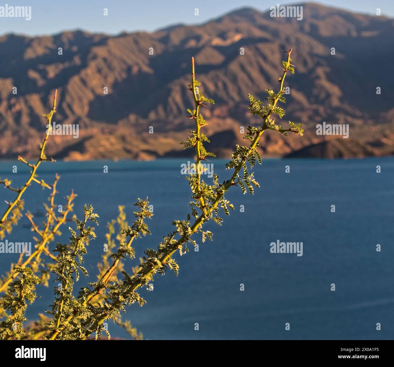 Prosopis campestris hi-res stock photography and images - Alamy