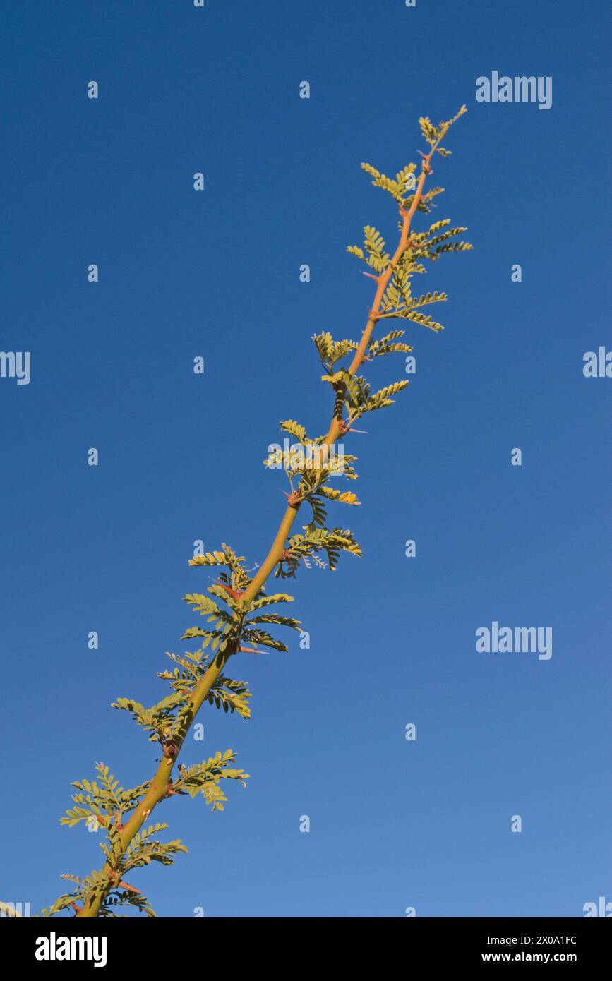 Branch of Prosopis Campestris, a spiny bush native to the Andean region ...