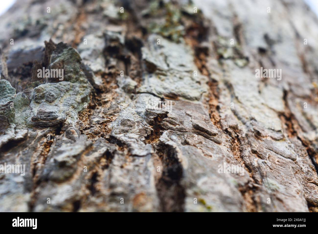 Close up of the texture formed from bamboo arranged parallel to form a ...