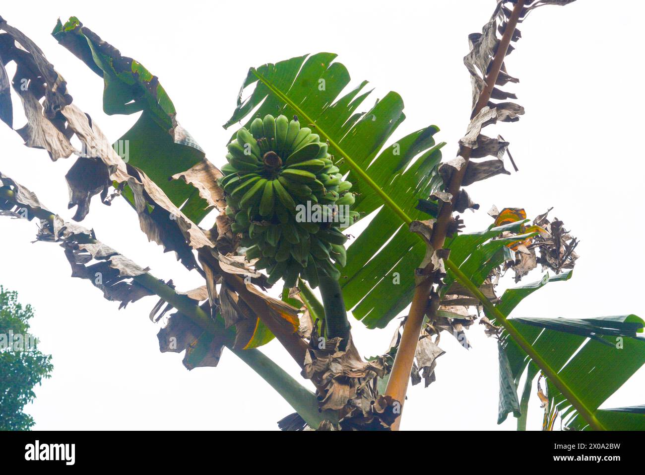 Ripe yellowing bananas hang in clusters on banana plantations ...