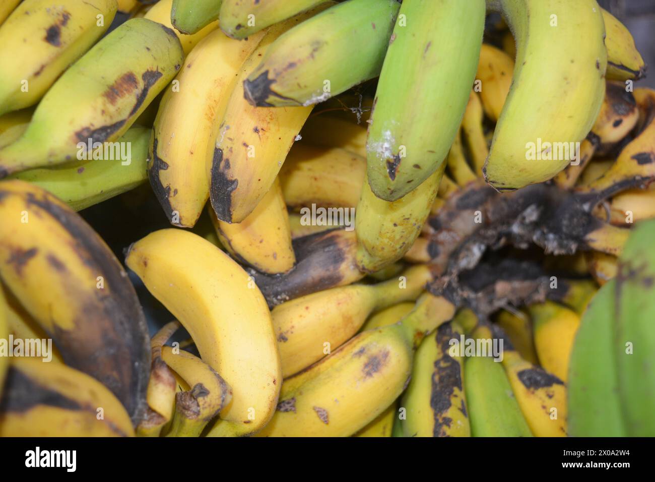 Bunch of bananas isolated on white background with clipping path and ...