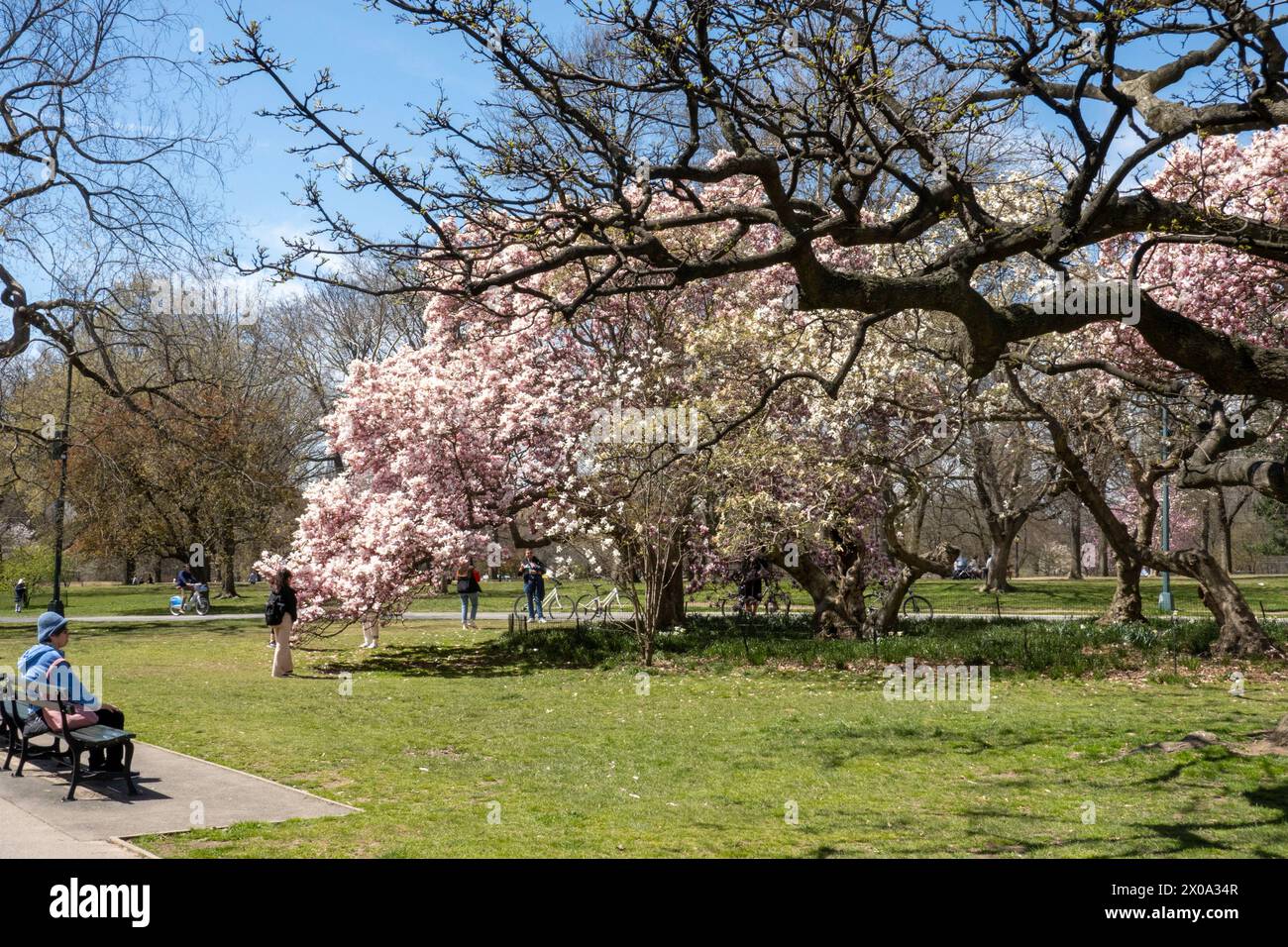 Flowering magnolia trees near the Metropolitan Museum of Art in Central ...