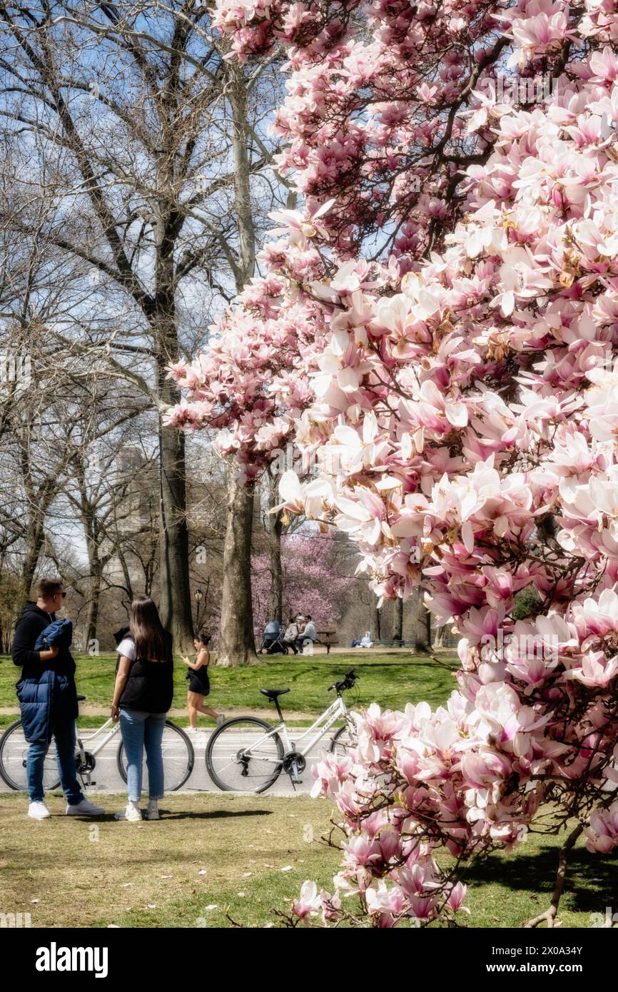 Flowering magnolia trees near the Metropolitan Museum of Art in Central ...