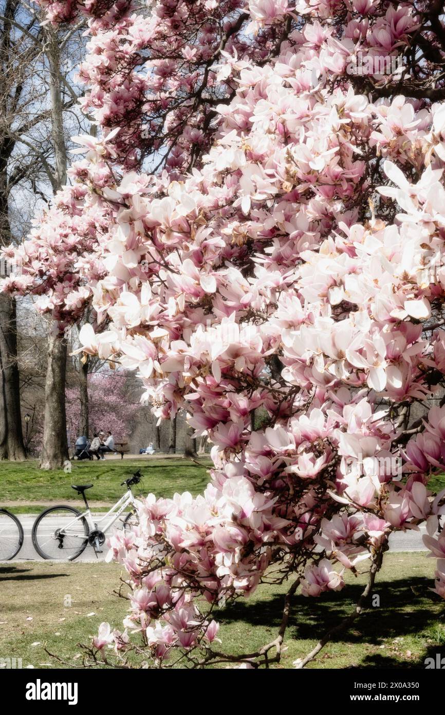 Flowering magnolia trees near the Metropolitan Museum of Art in Central ...