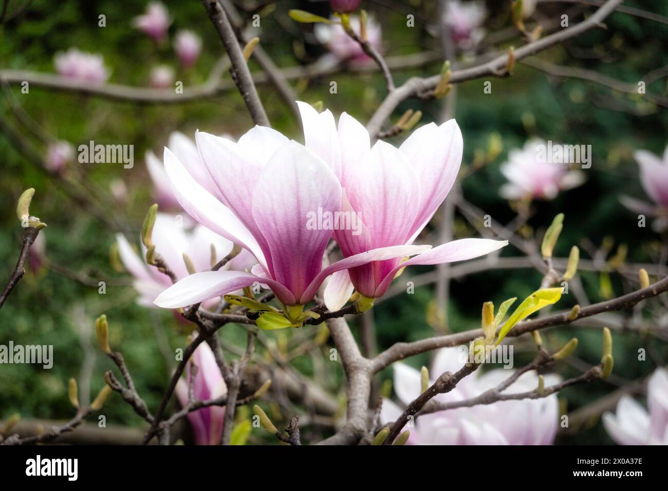 Beautiful Springtime Magnolia Trees with Blossoms in Central Park, New ...