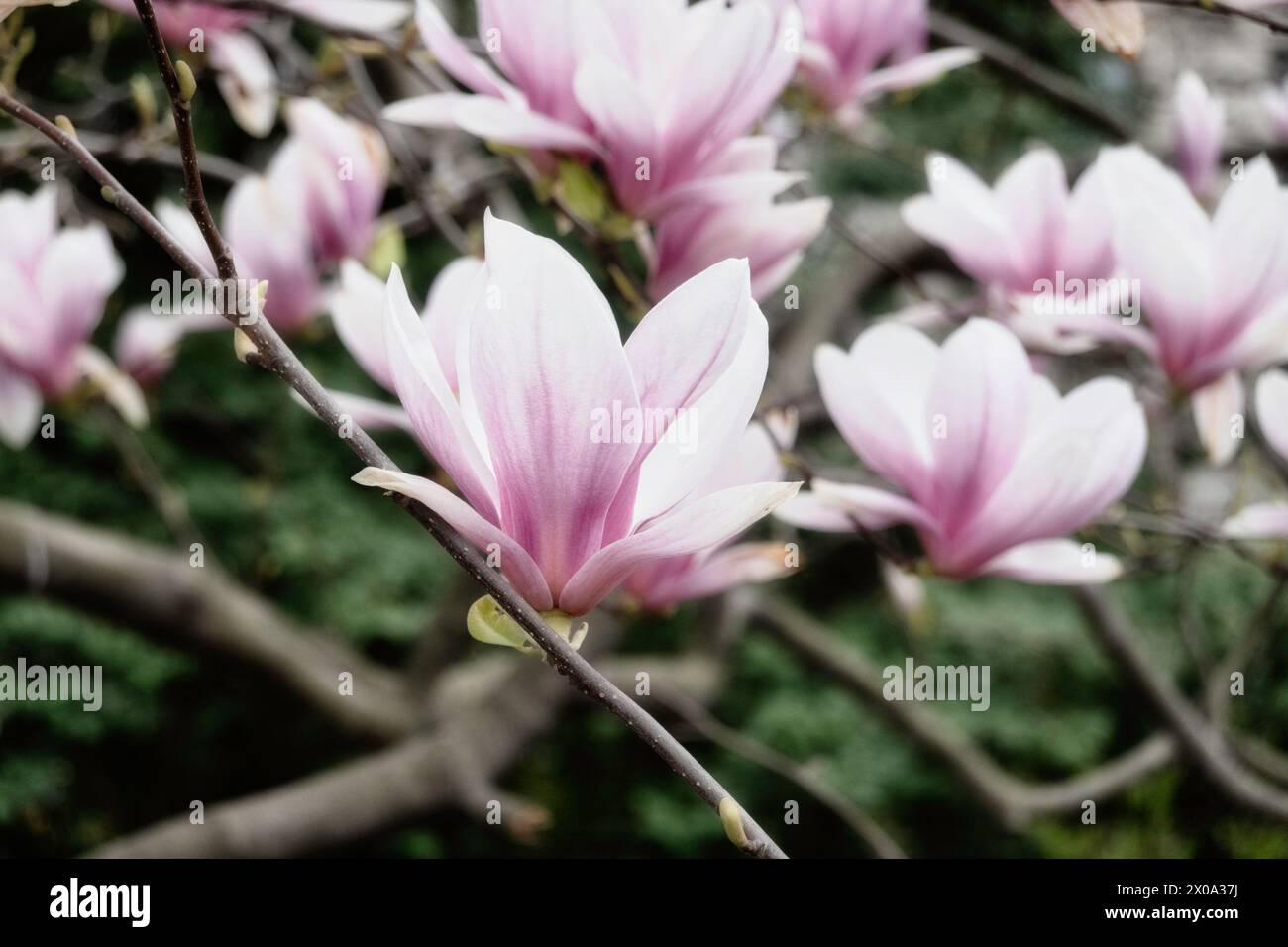 Beautiful Springtime Magnolia Trees with Blossoms in Central Park, New ...