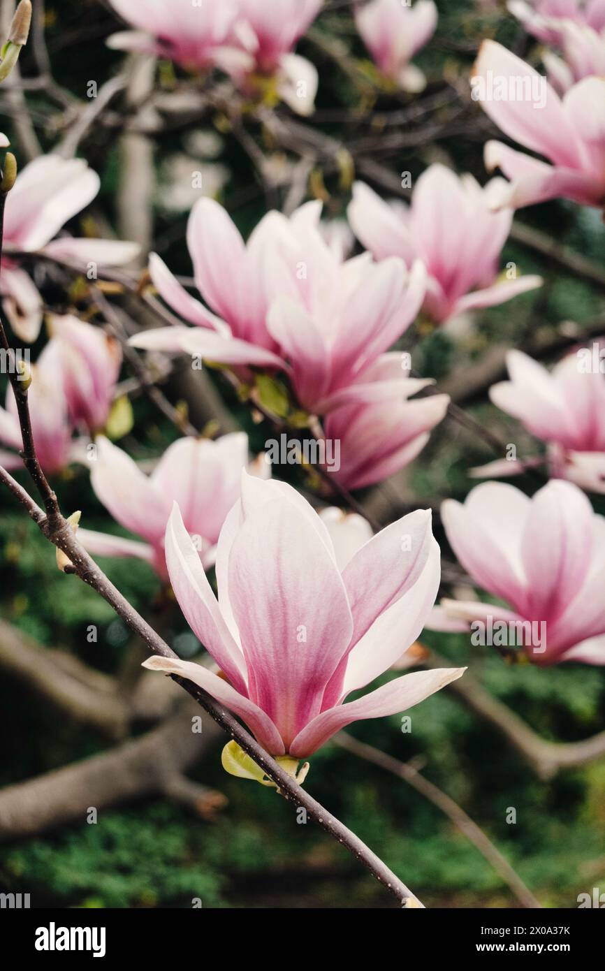 Beautiful Springtime Magnolia Trees with Blossoms in Central Park, New ...