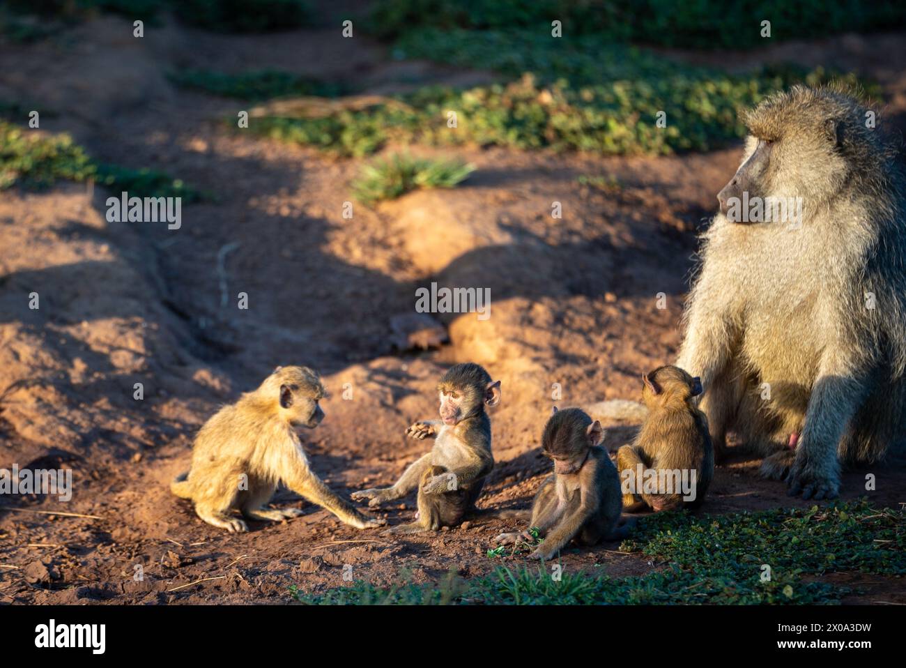 African grey monkey uganda hi-res stock photography and images - Alamy