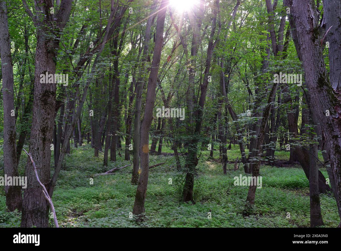 Large mature forest hi-res stock photography and images - Alamy