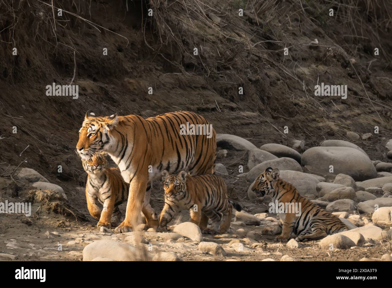 Tiger mother and cubs Corbett National Park India Stock Photo - Alamy