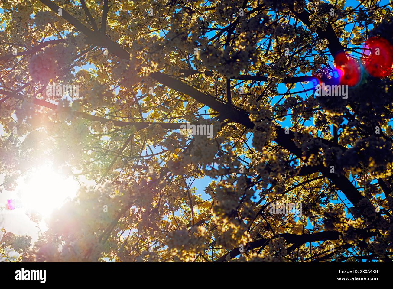 Tree with leaves in autumn under bright sun and blue sky with sun rays ...