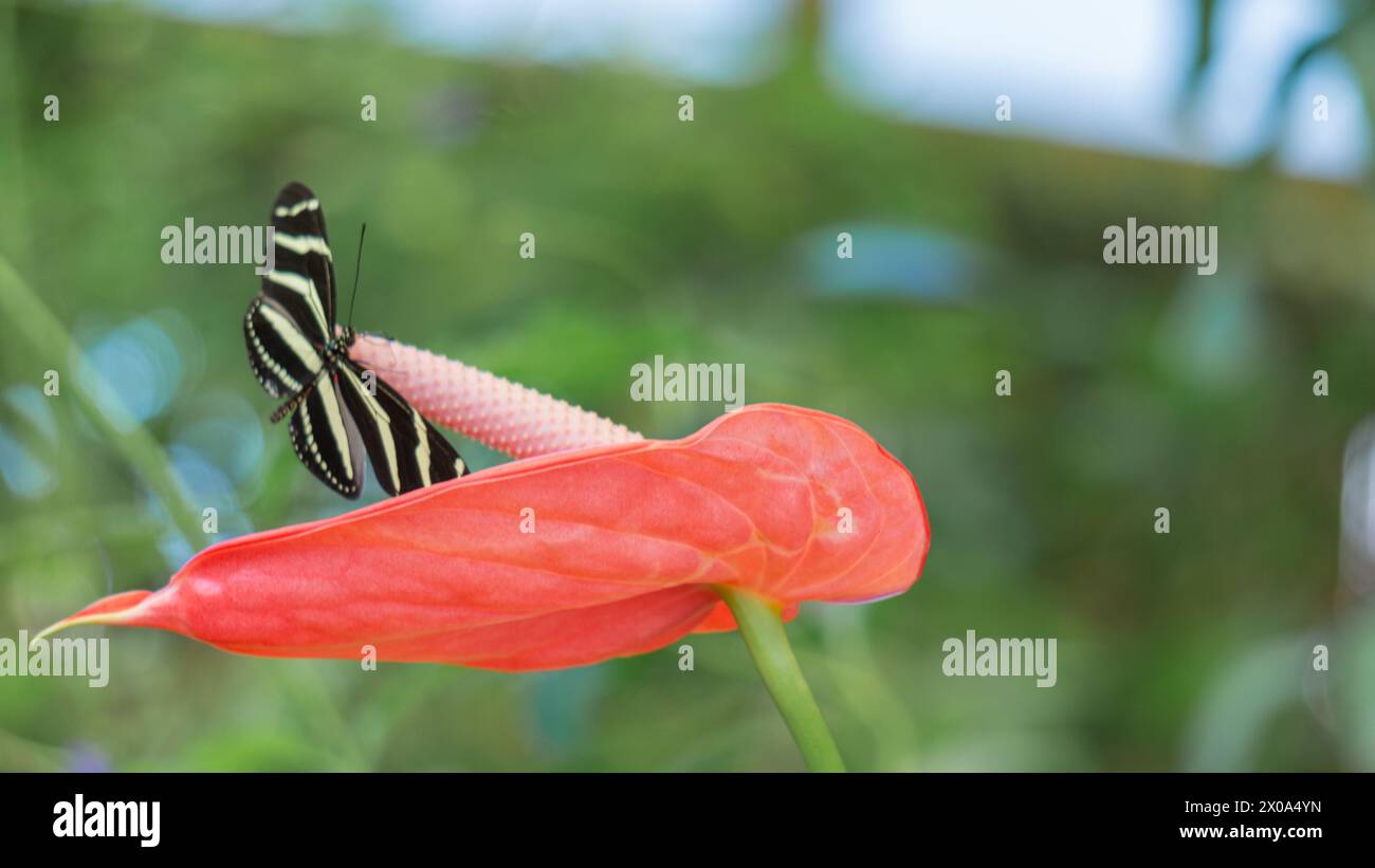 Vibrant butterfly on red bloom, nature’s elegance captured Stock Photo ...
