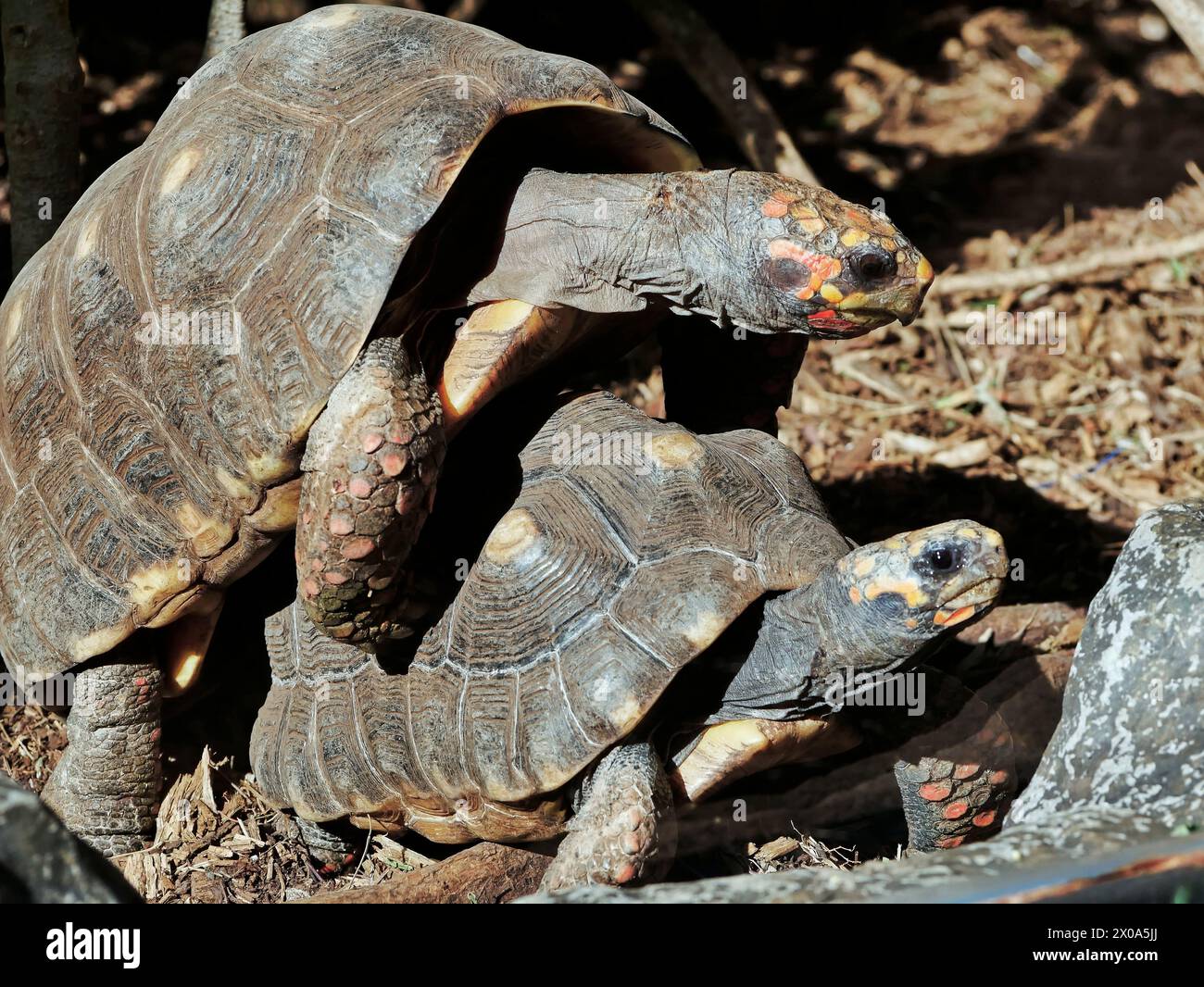 two tortoises during the mating act in close-up Stock Photo - Alamy