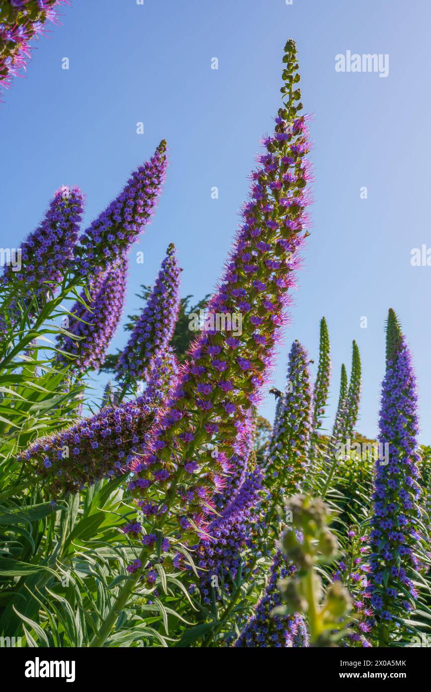 Tall purple Pride of Madeira flowers bloom under the clear blue sky ...