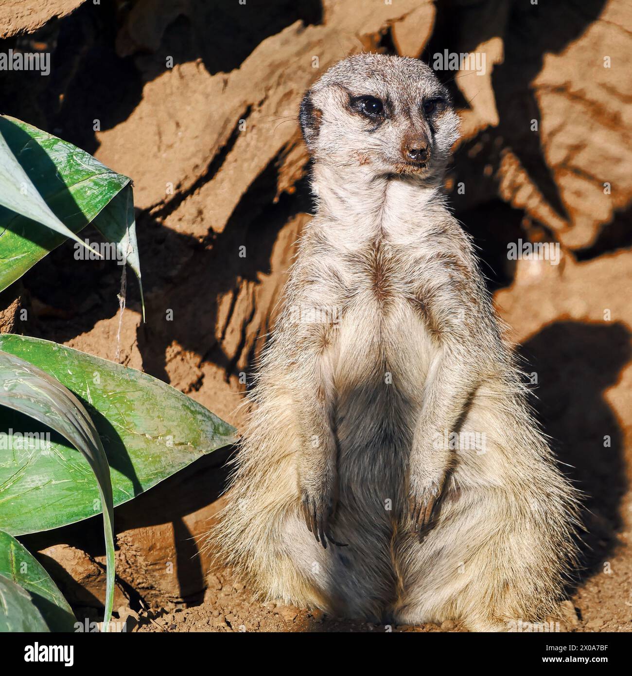 A standing meerkat in guard position stands in front of the burrow and ...