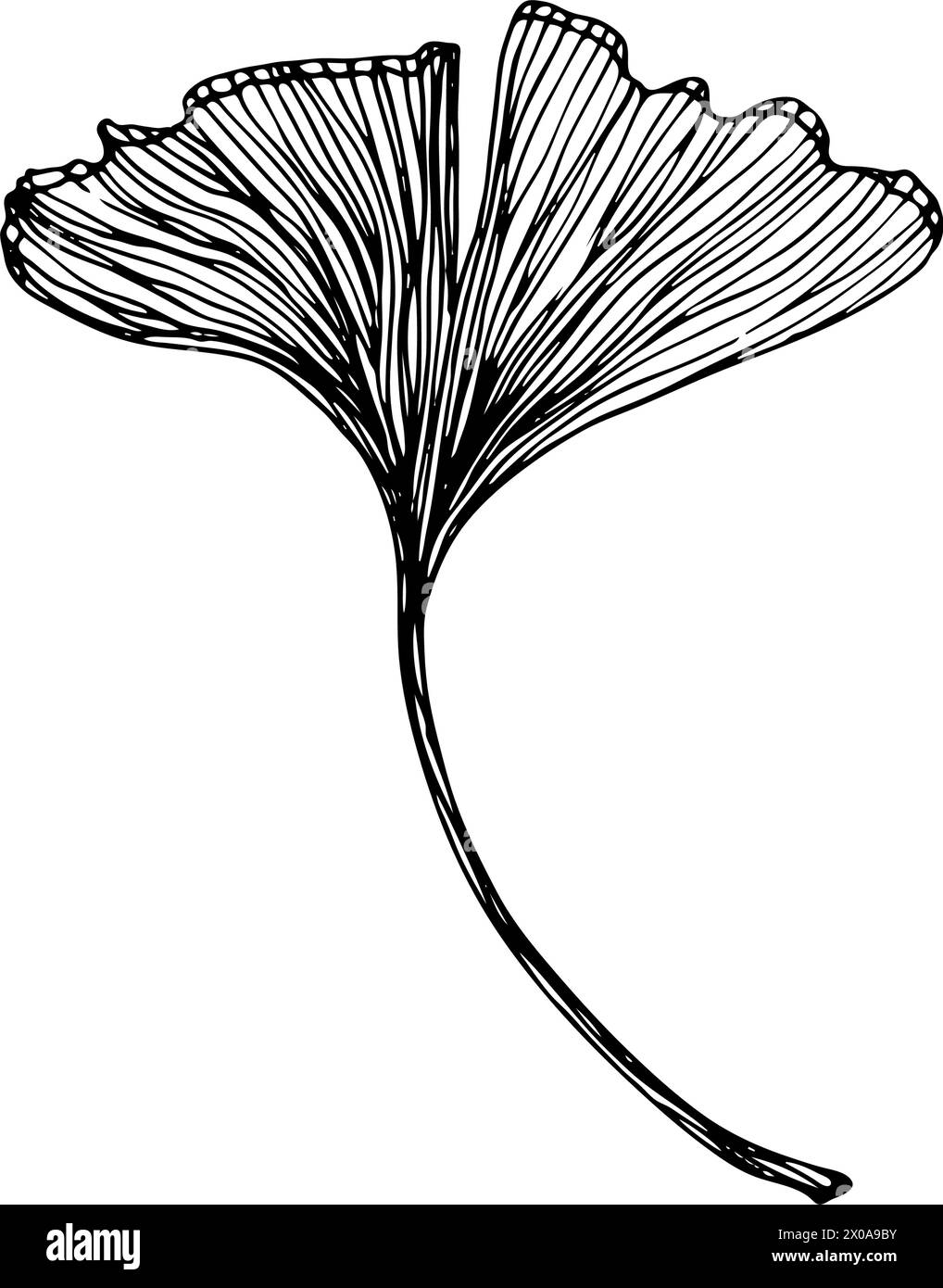 Hand drawn Ginkgo biloba leave. Vector outline ginkgo leaf. Floral ...