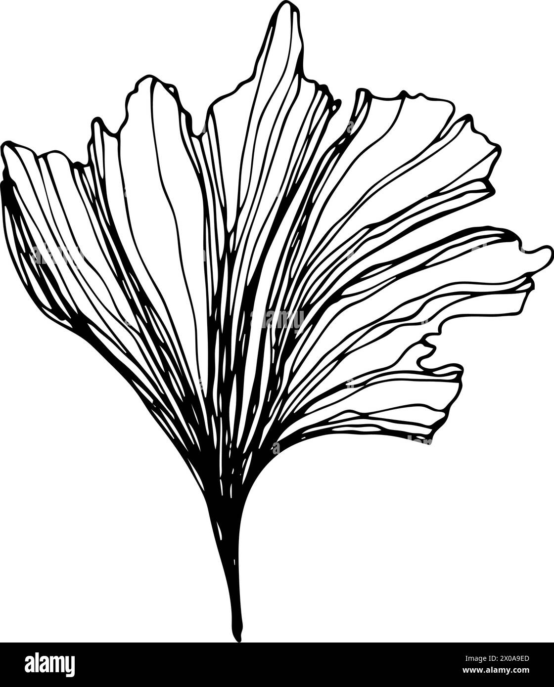 Hand drawn Ginkgo biloba leave. Vector outline ginkgo leaf. Floral ...