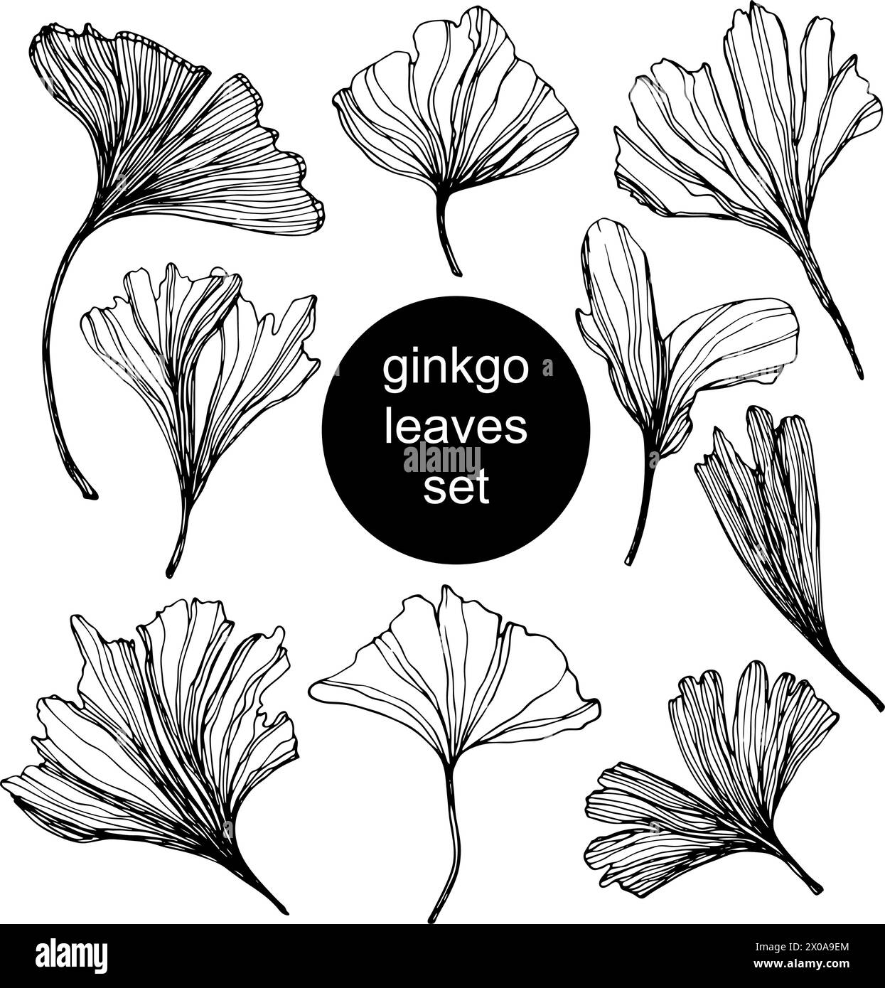 Set of Ginkgo biloba leaf hand drawn contour line. Vector sketch ...