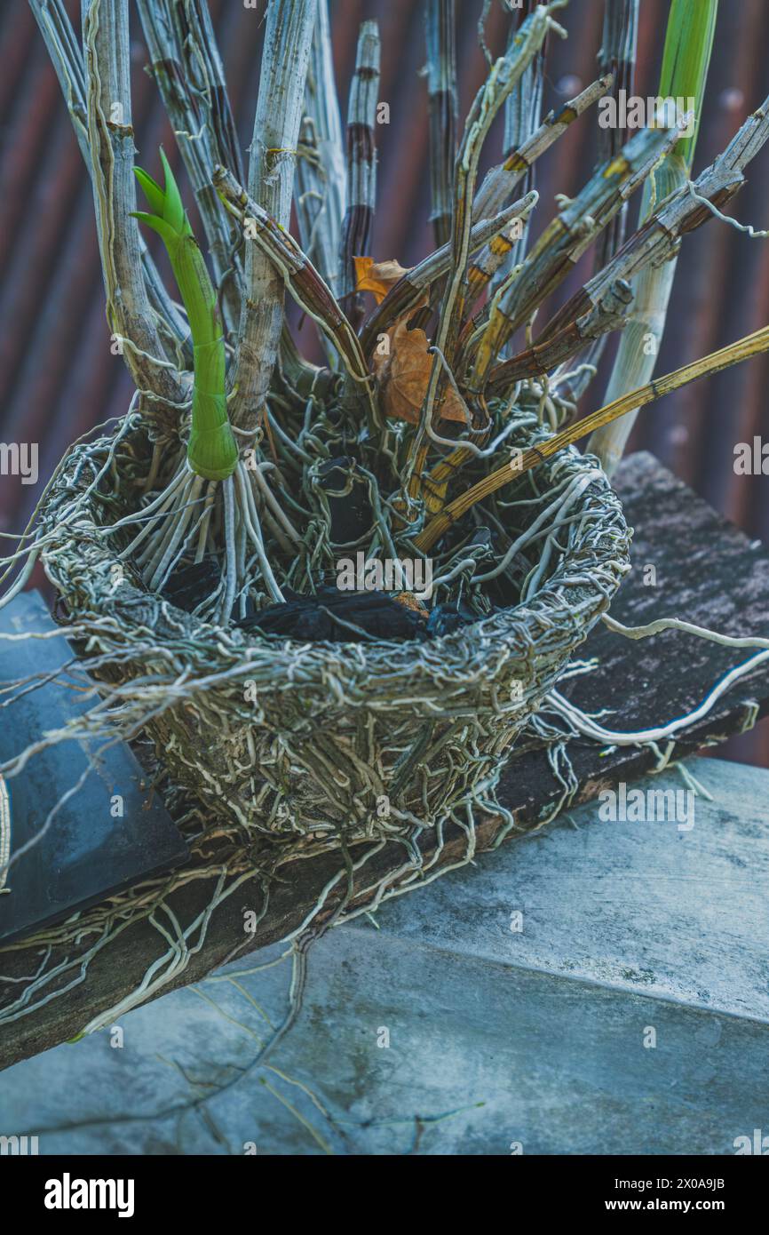 Orchids root system hi-res stock photography and images - Alamy