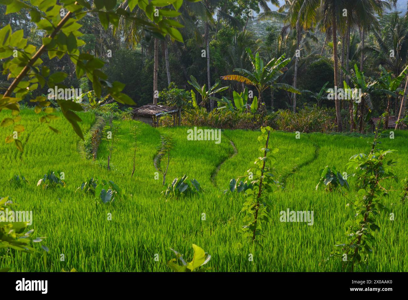 Beautiful green rice fields in the countryside. Rice plantation. Rice ...
