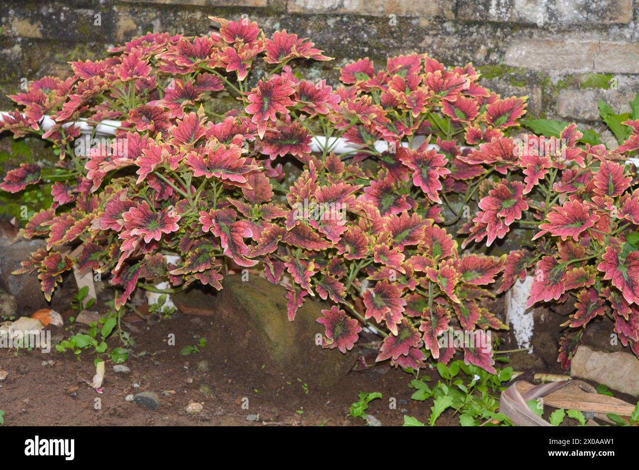 View from above of the back garden with beautiful potted ornamental ...