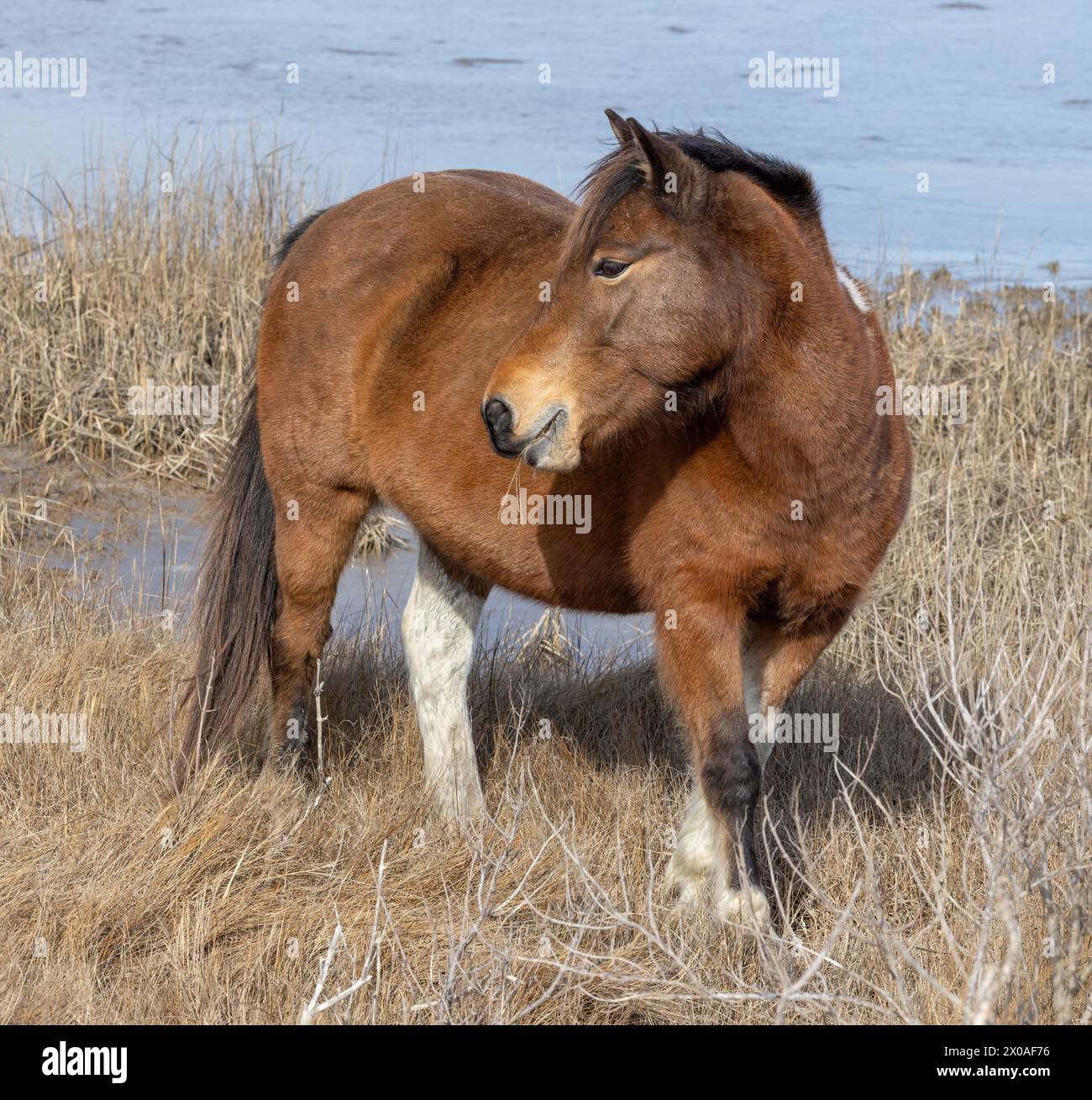 One of the famous wild ponies, Assateague Island National Seashore ...