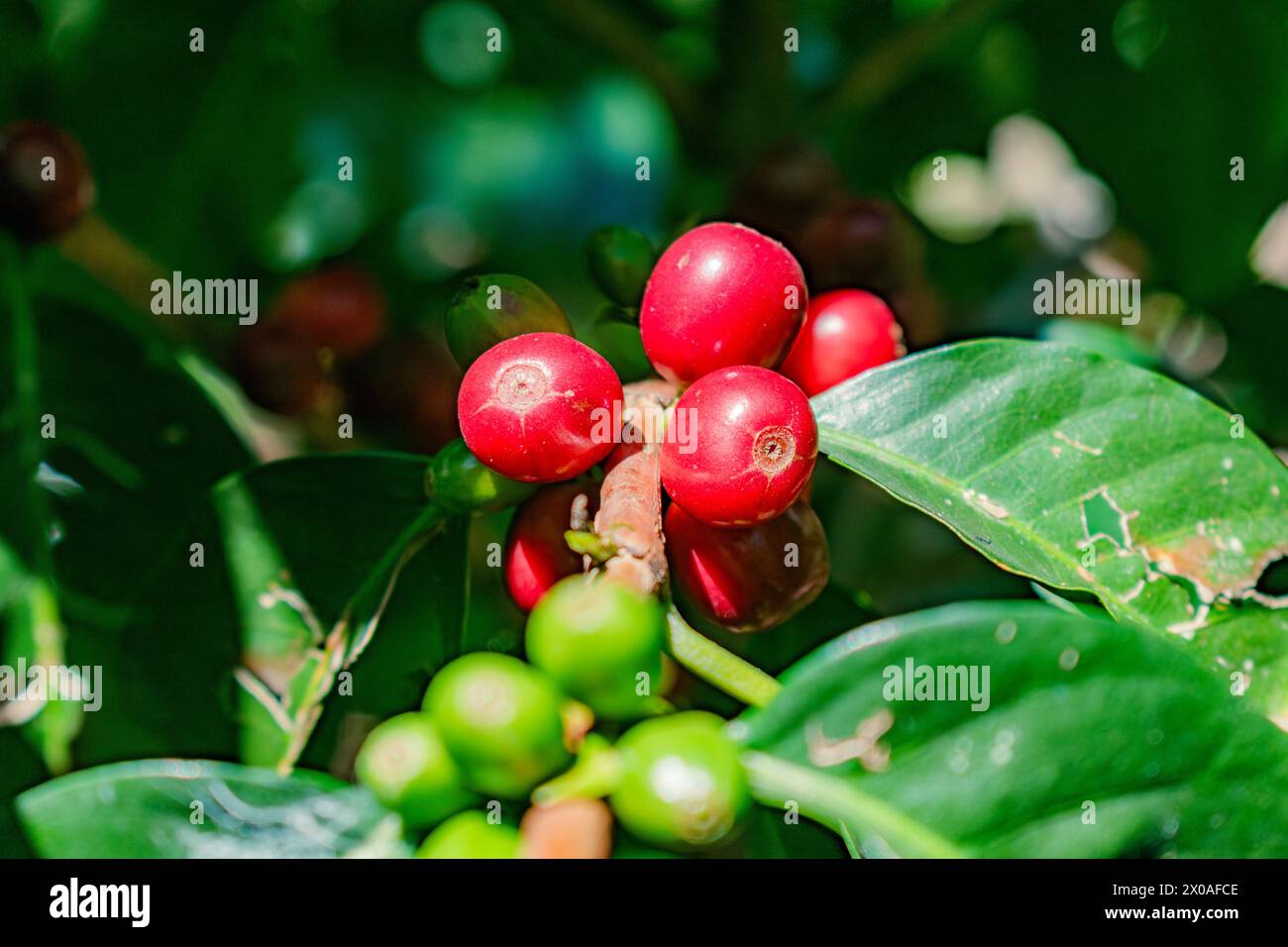 flat detail of ripe coffee beans on the plant, space to place text ...