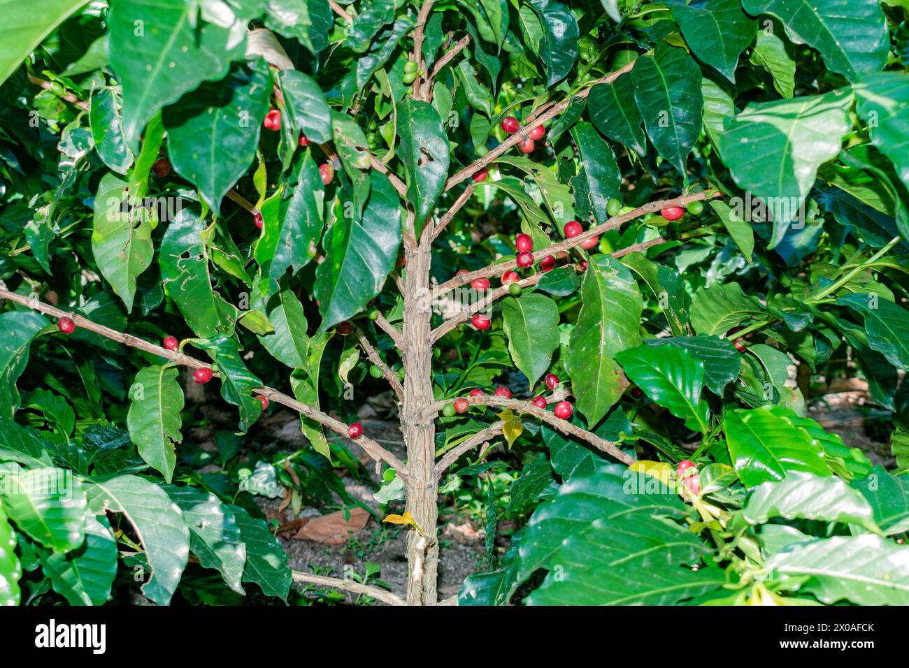 coffee plant with mature beans in a low production Stock Photo - Alamy
