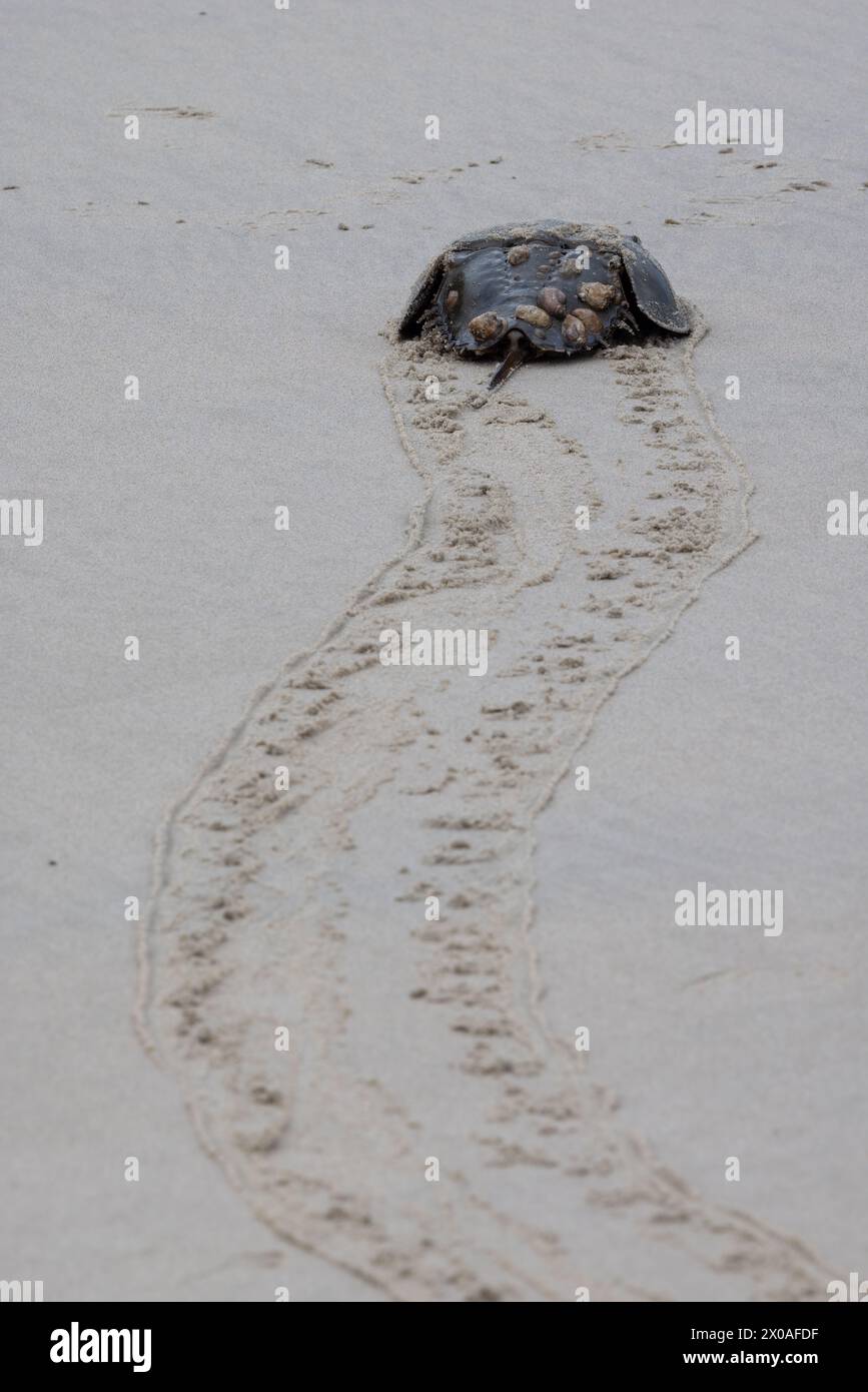 Atlantic horseshoe crab hi-res stock photography and images - Alamy